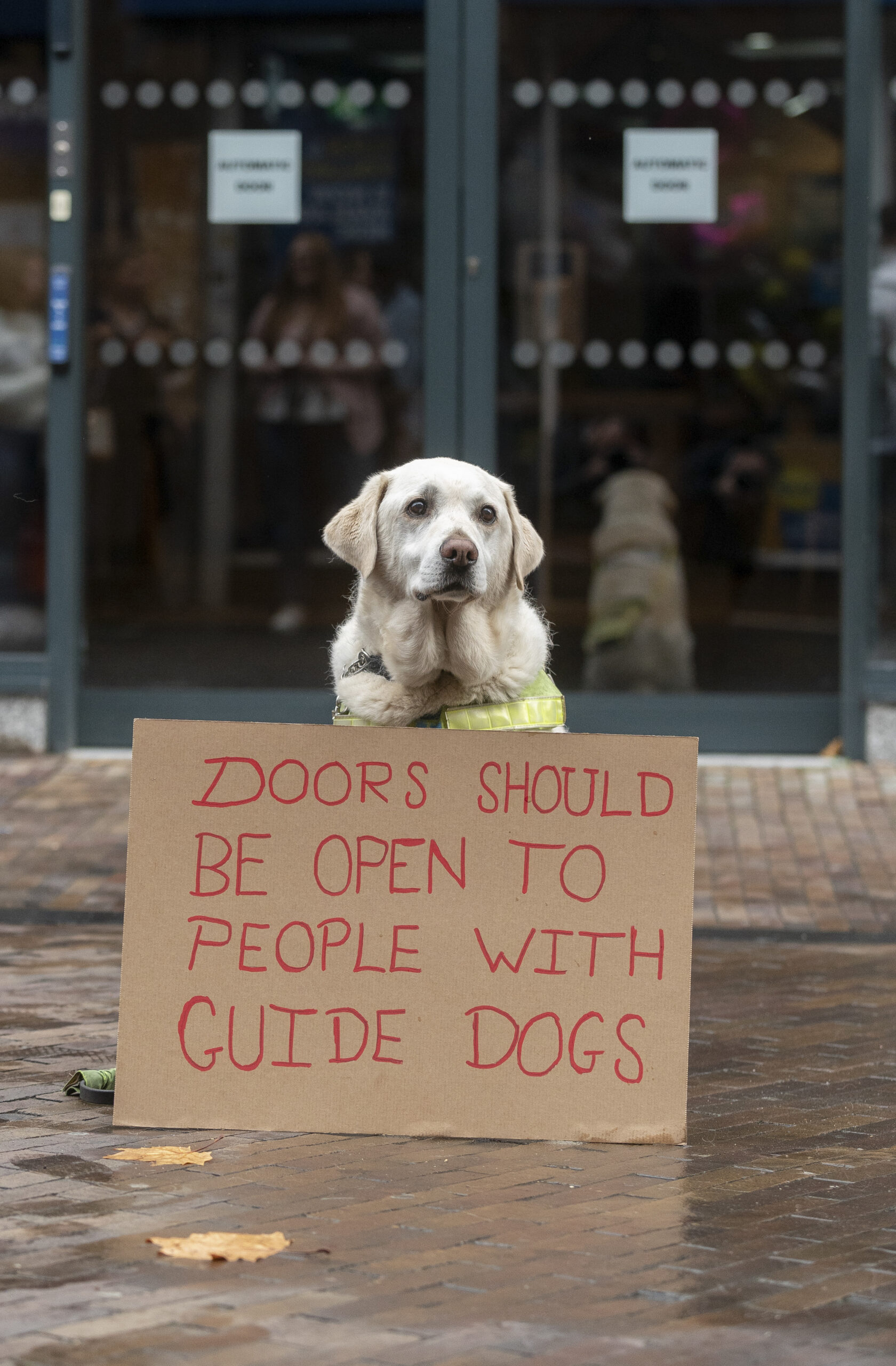 Open Doors For Guide Dog Owners | London Daily News