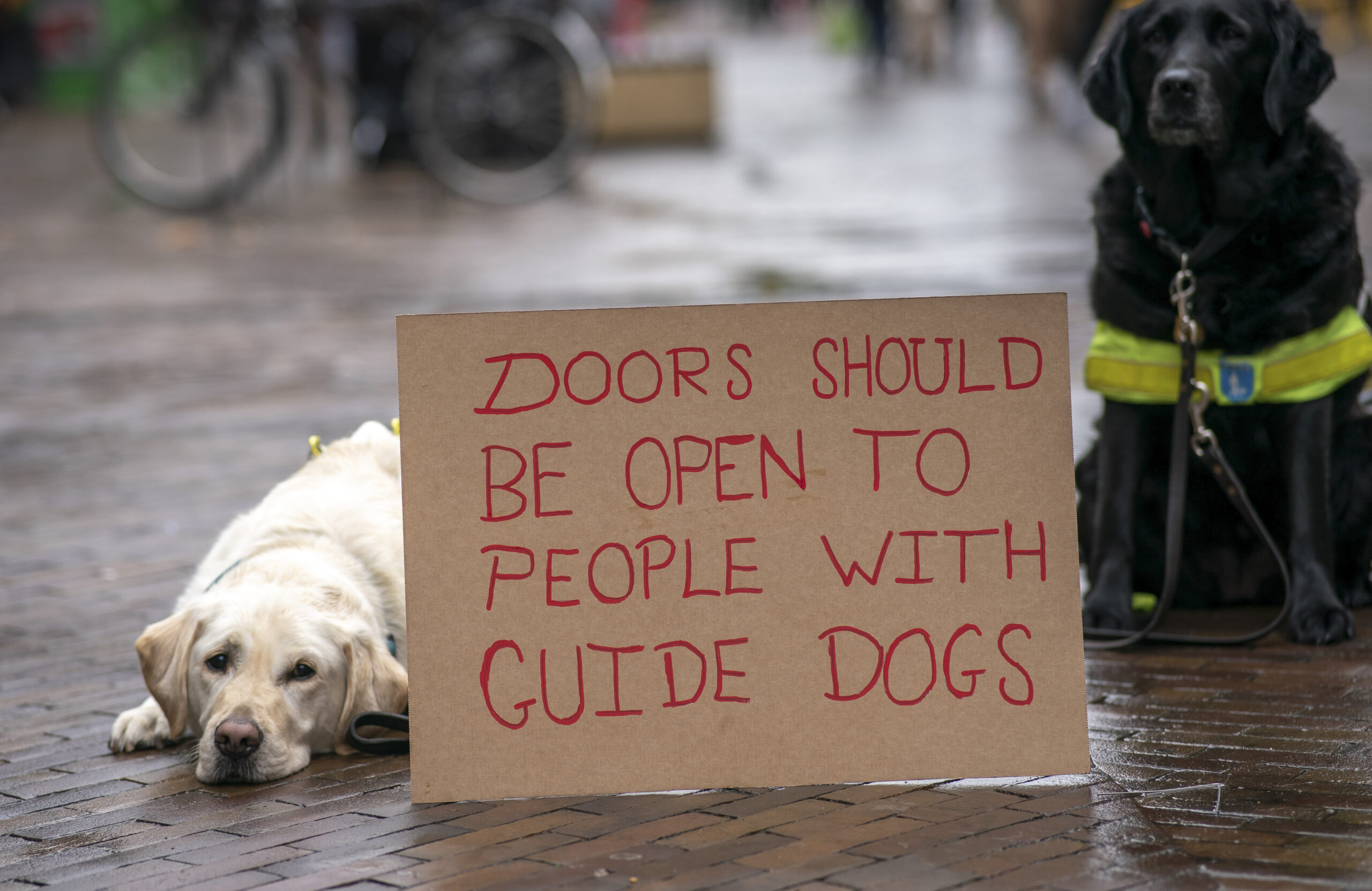 Open Doors For Guide Dog Owners | London Daily News