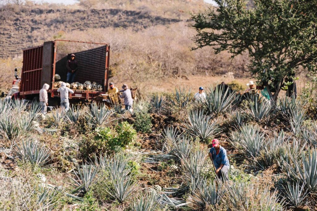 Tequila is ripe for discovery at London Cocktail Week | London Daily News