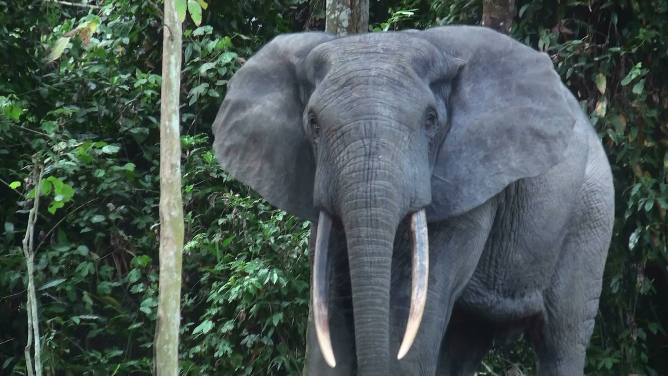 Save the Elephant, Save the World | London Daily News