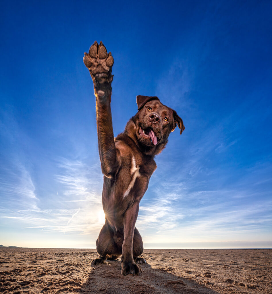 Pets behaving badly: The search for the UK's most mischievous pet ...