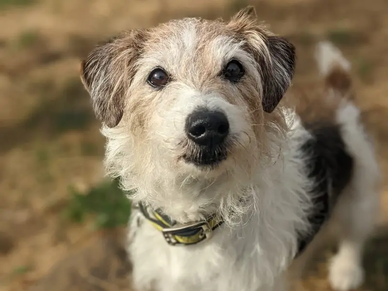 Old age pooch seeks loving new home as grandparents day is celebrated ...