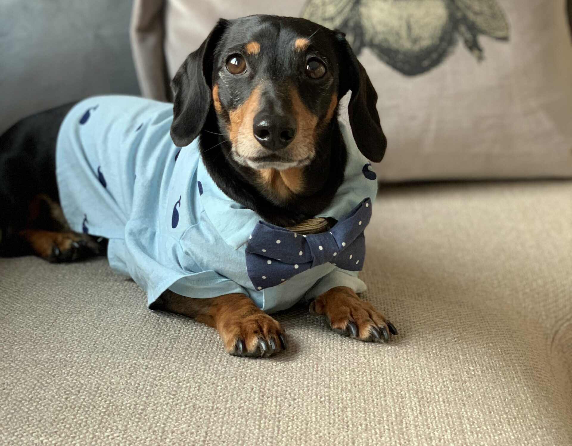 Who Let The Dogs Inn? Nick Ede's guide to the best dog friendly hotels ...