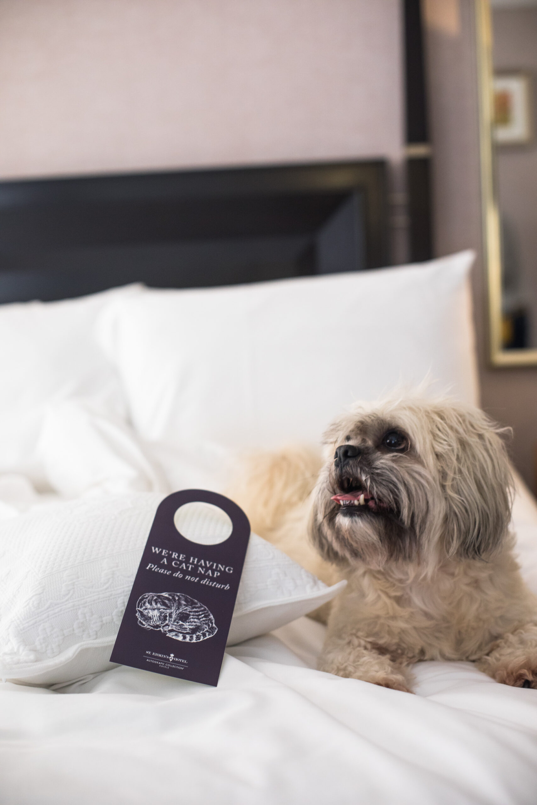 Who Let The Dogs Inn? Nick Ede's guide to the best dog friendly hotels ...