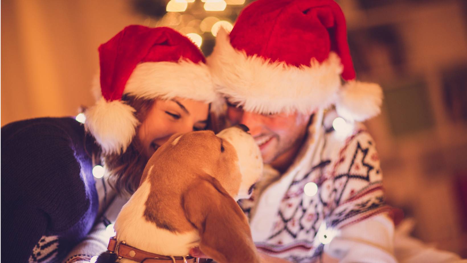 Top Vet Tips to Keep Your Pets Safe & Happy This Christmas | London ...
