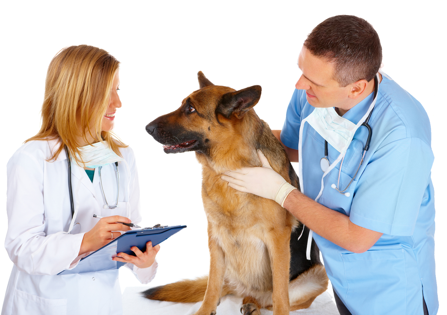 Treatment for canine arthritis in London: A dog owner's guide | London ...