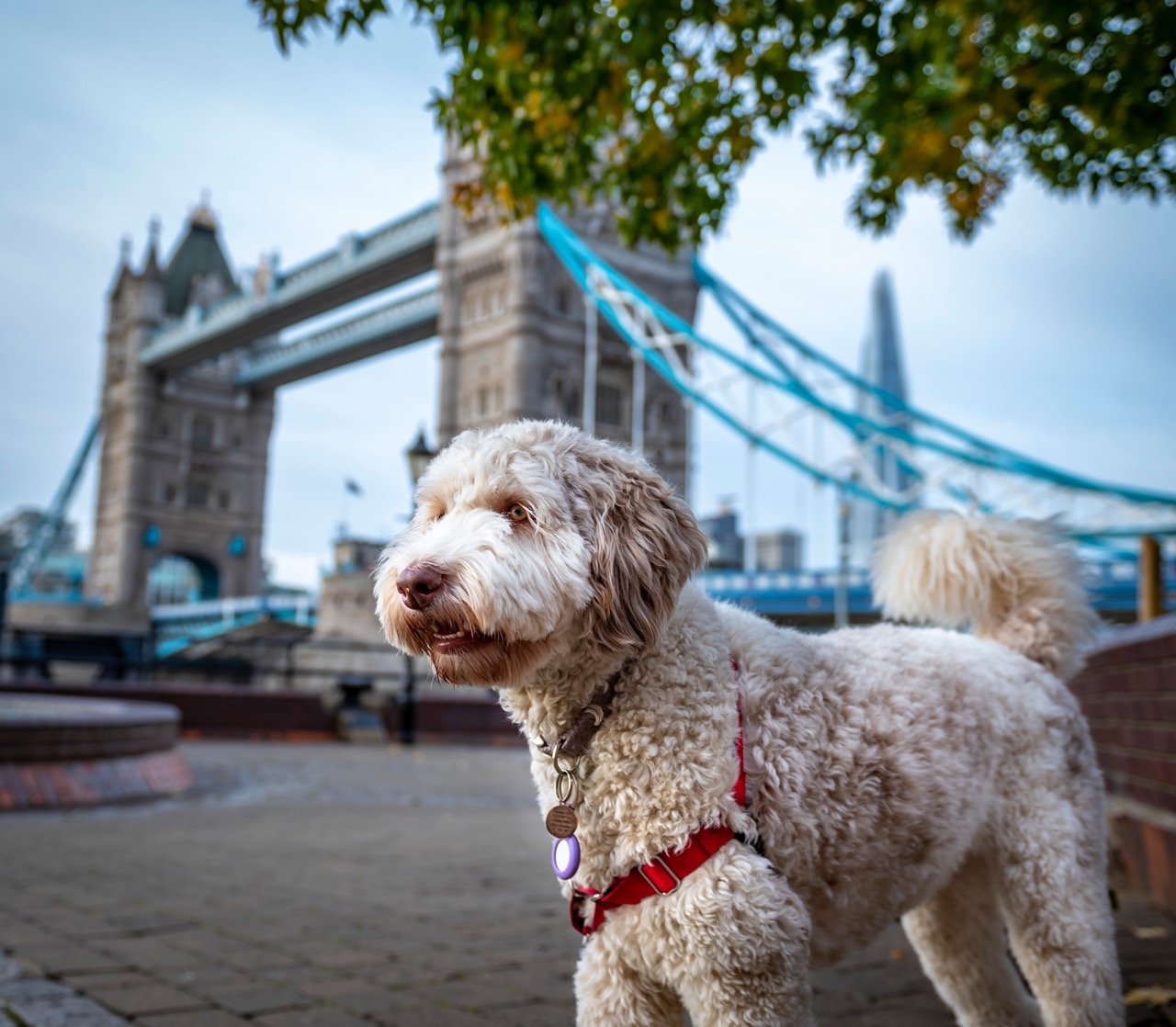 Tower Bridge named the UK's most dog-friendly attraction | London Daily ...