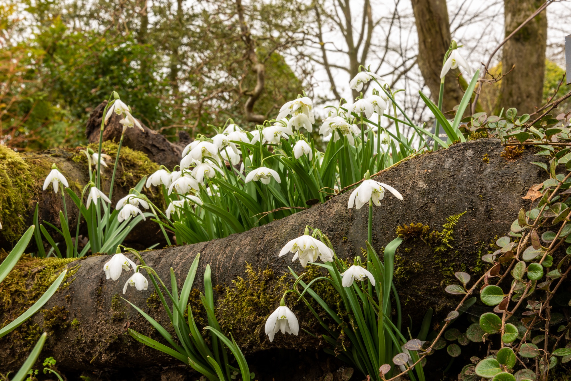 Barnsdale Gardens - Snowdrops in February 2024 | London Daily News