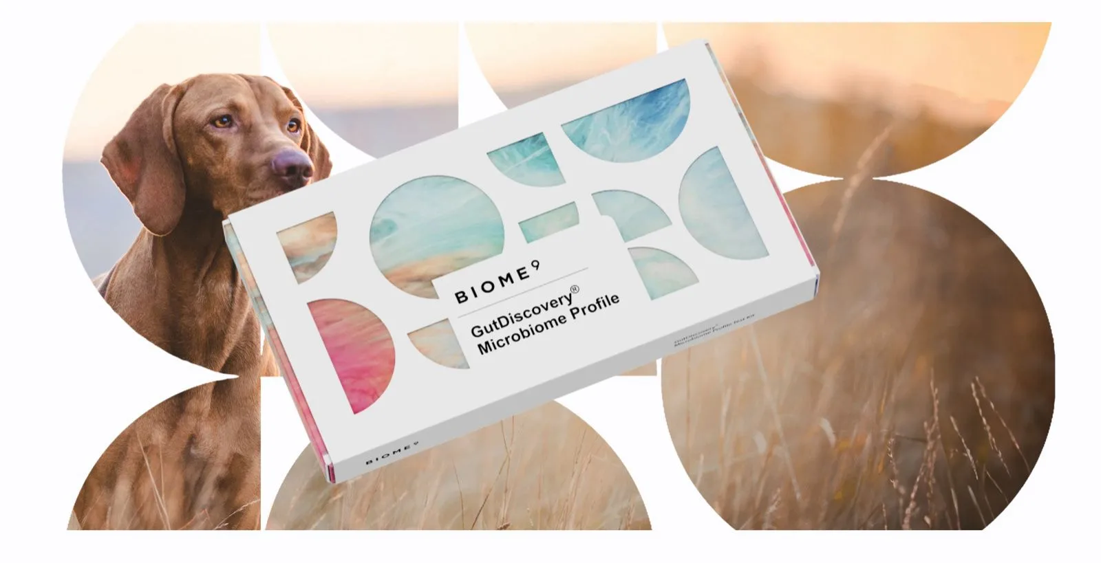 BIOME9 - UK's first AI Microbiome testing kit for dogs to transform ...