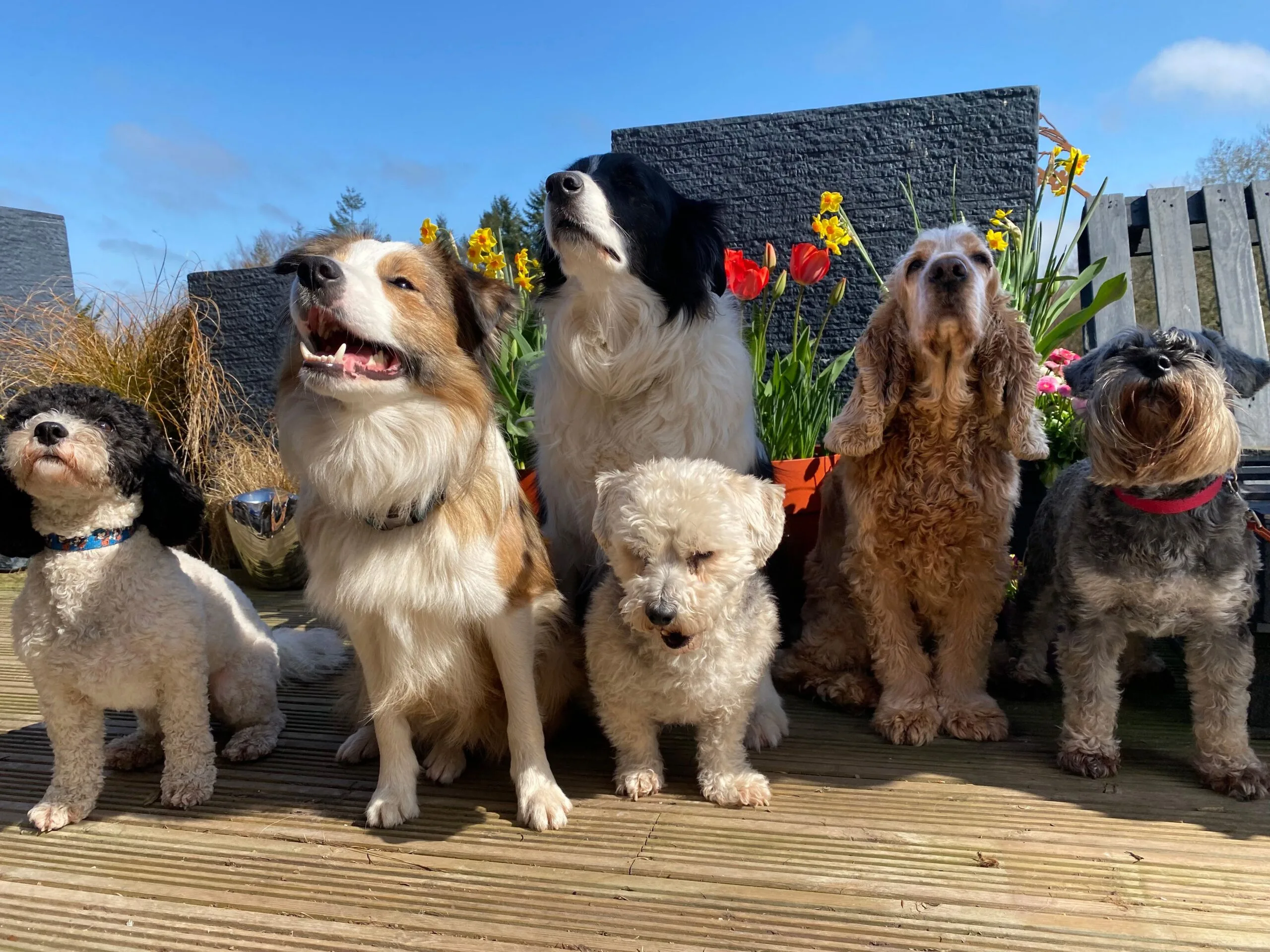Mr Bug extends its insect protein reach with homegrown dog food ...