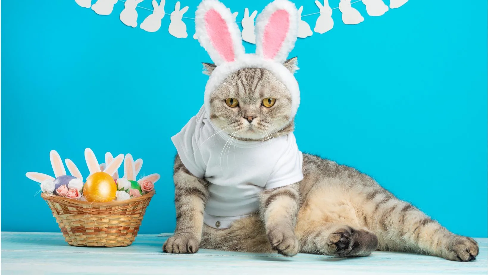 Vet advice: How to keep your pets safe & happy this Easter in London ...