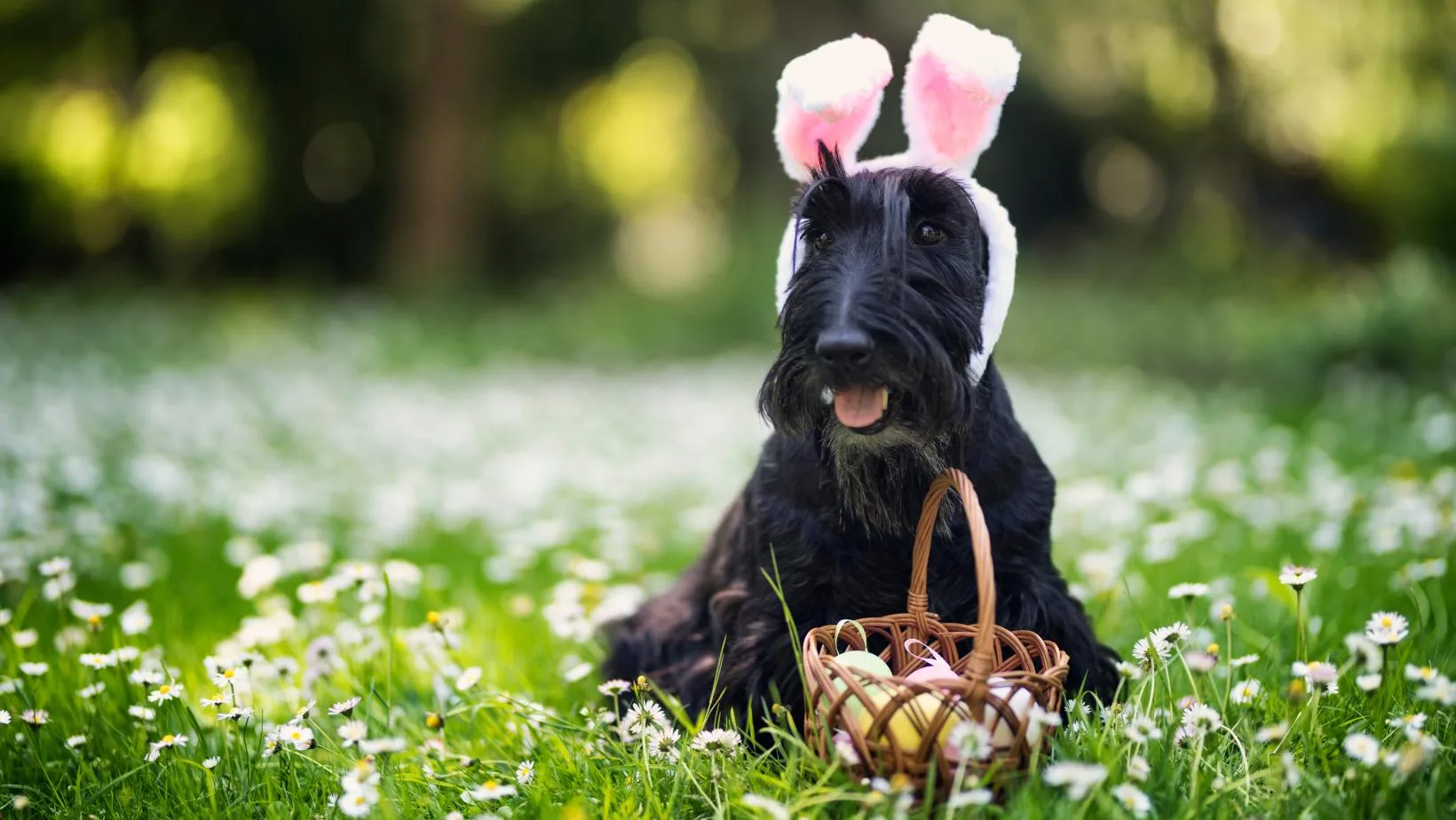 Vet advice: How to keep your pets safe & happy this Easter in London ...