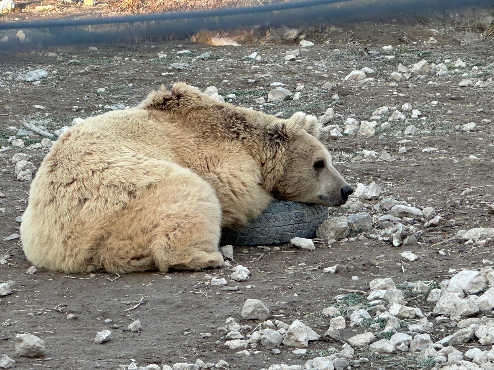 International animal rescue celebrates World Bear Day with release of ...