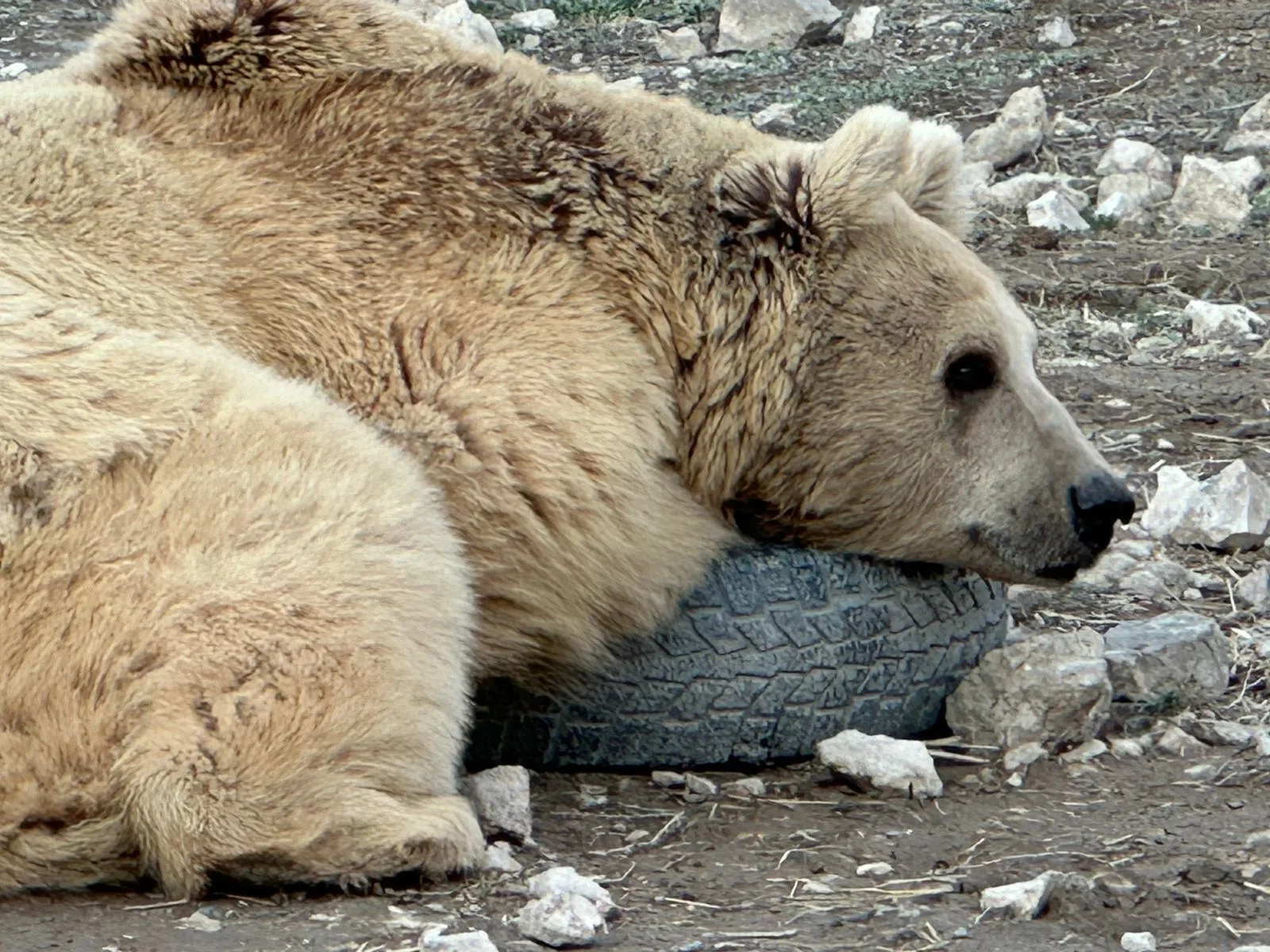 International animal rescue celebrates World Bear Day with release of ...