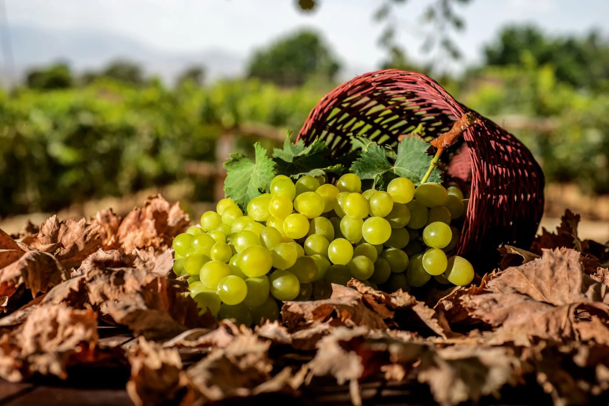 Peruvian Grape Exports to the UK on the up | London Daily News