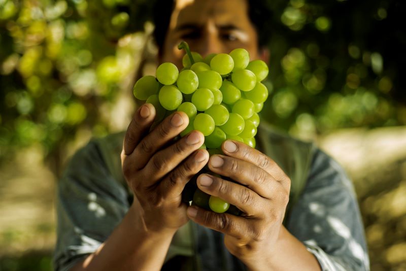 Peruvian Grape Exports to the UK on the up | London Daily News