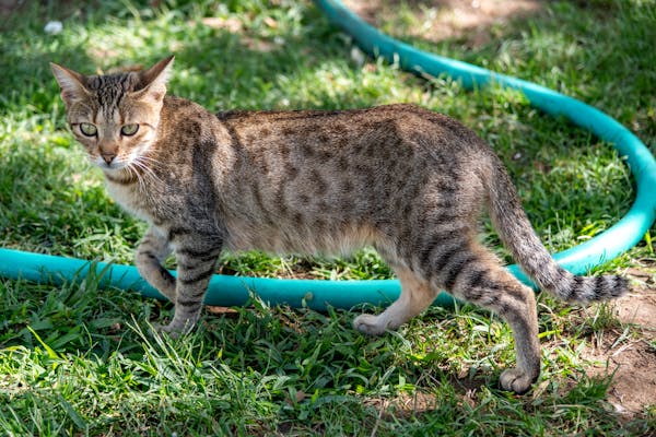Do you worry about the offensive smell of cat pee coming from different ...
