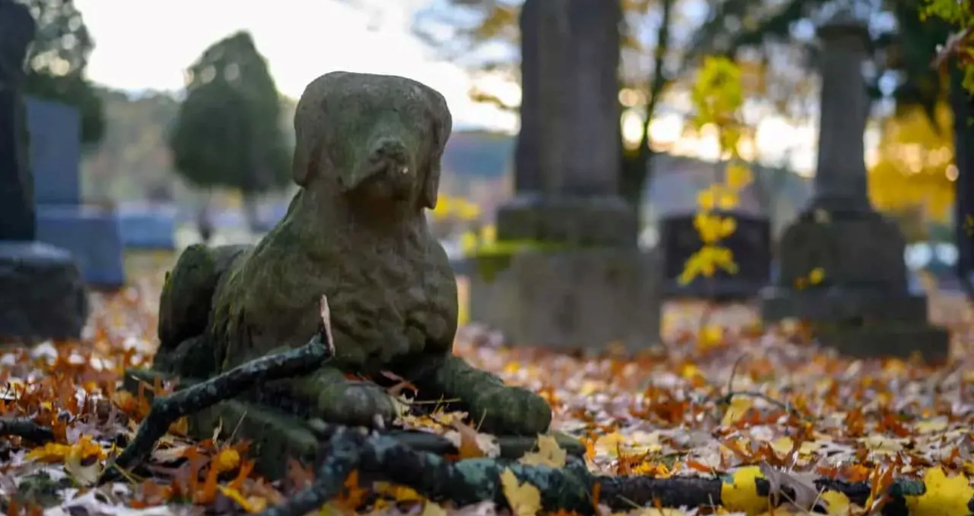 Britain's beloved pets: Why pet funerals are on the rise and things you ...