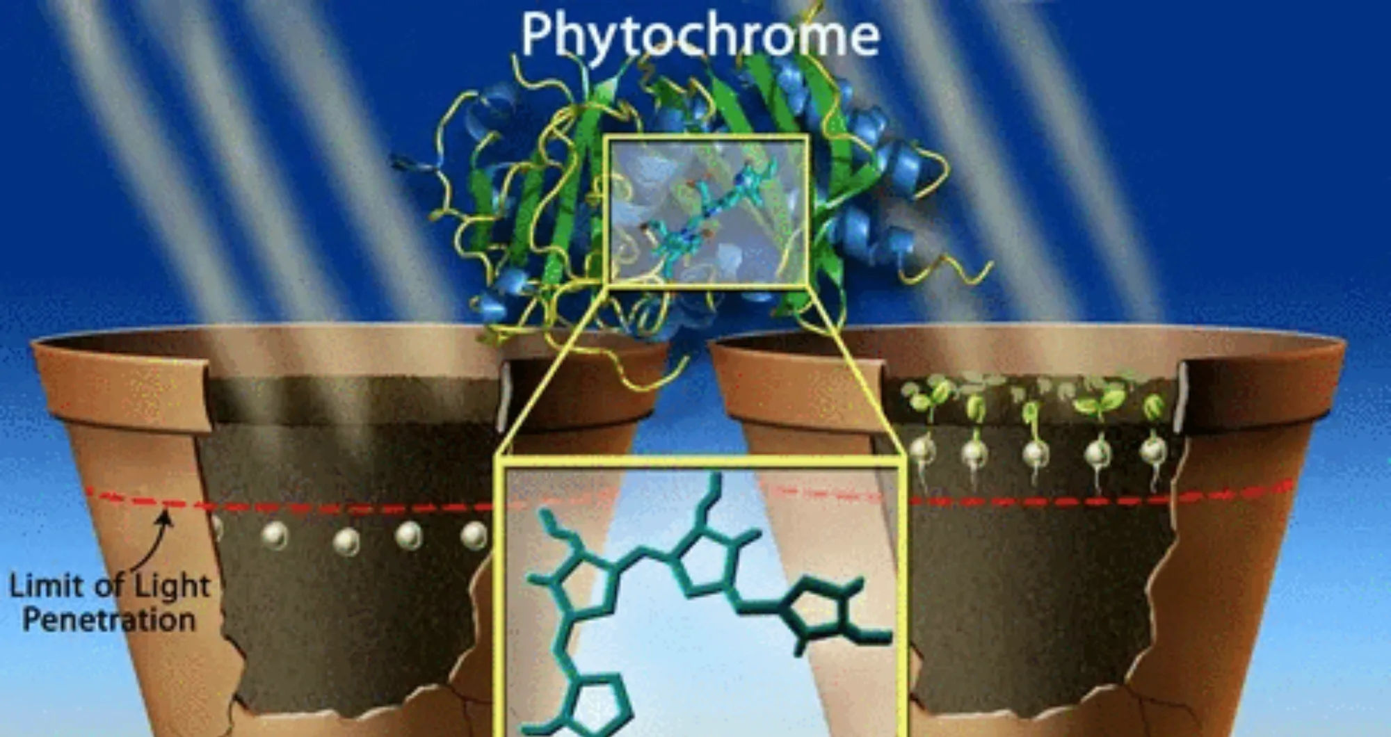 Genetic manipulation of phytochrome b phyb for crop development ...