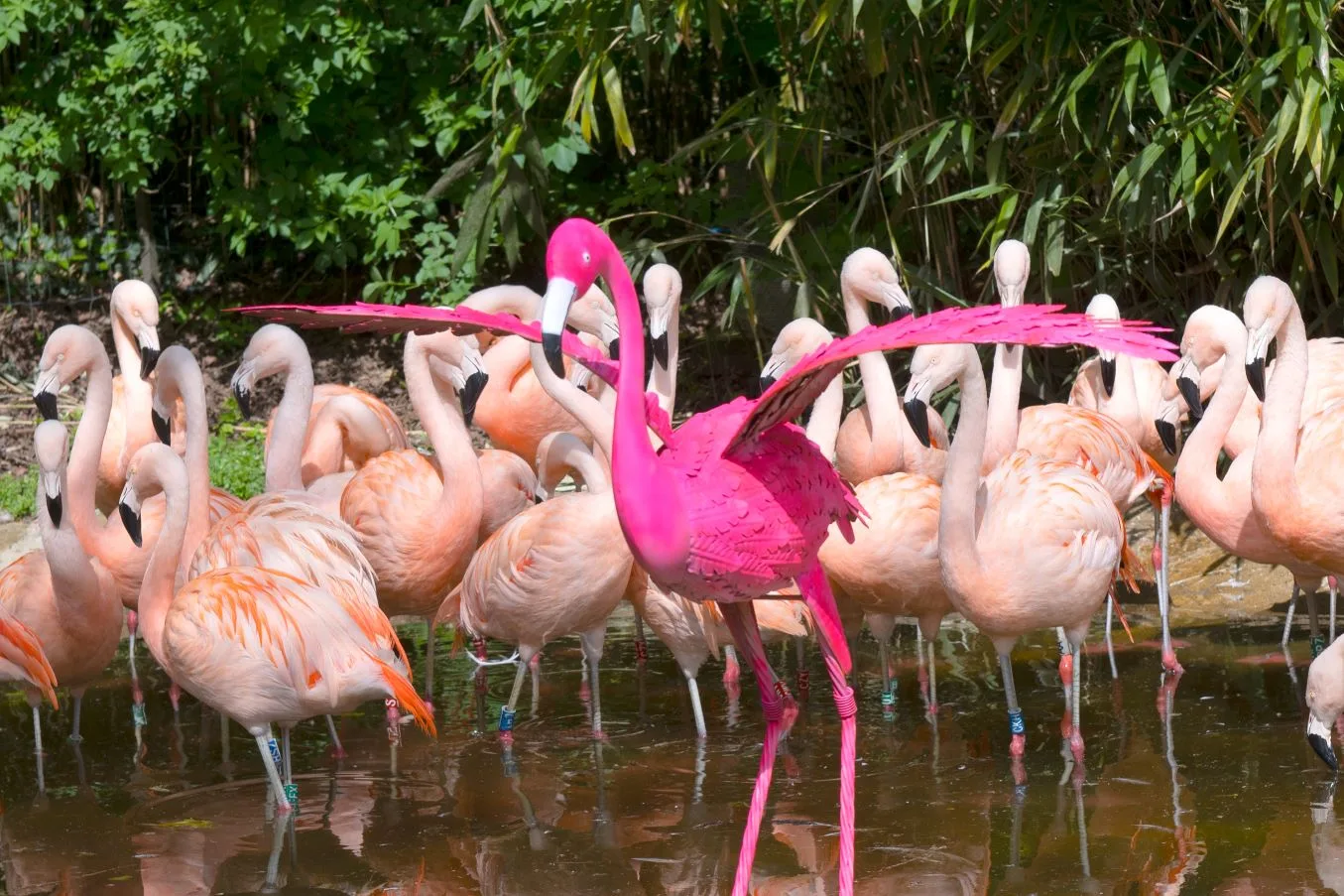 Ken, the world’s “pinkest” pink flamingo, makes dazzling debut at ...