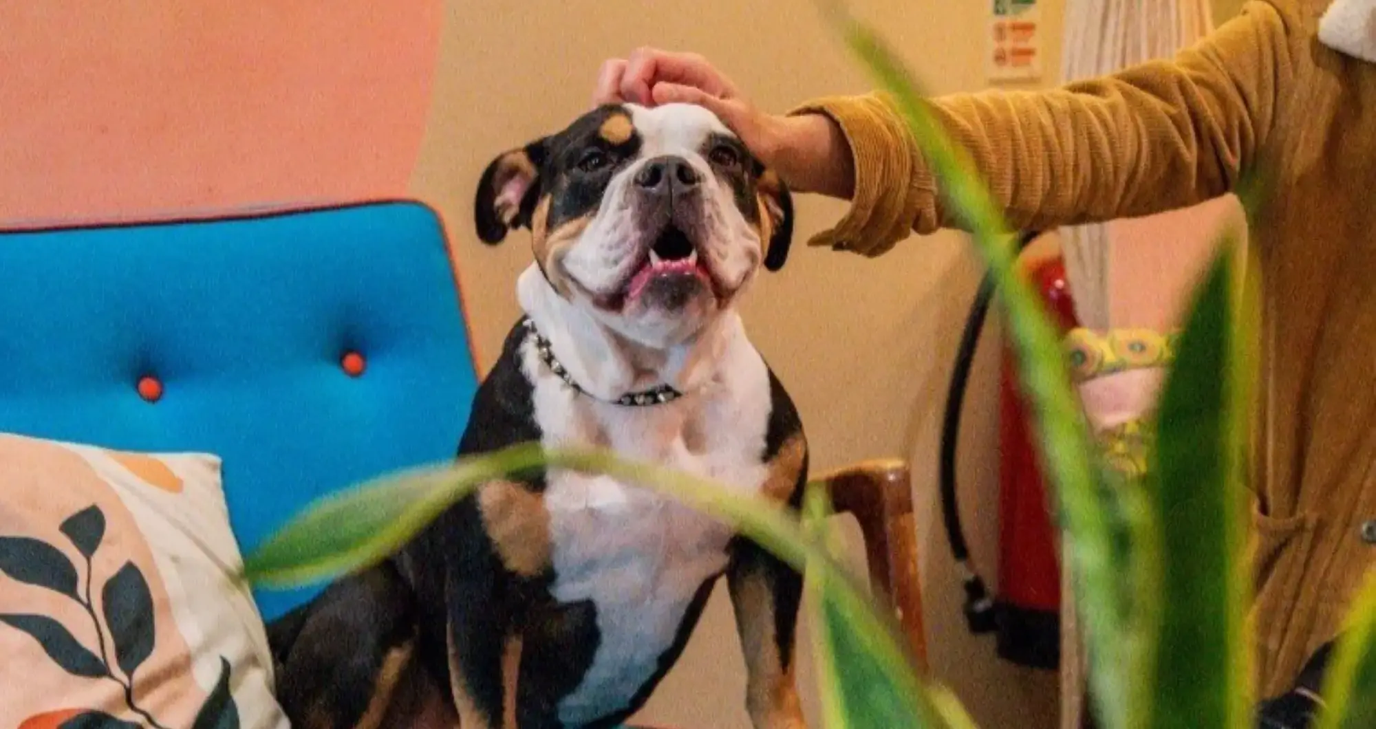 Bark & Brew: For the pawfect afternoon tea companions | London Daily News