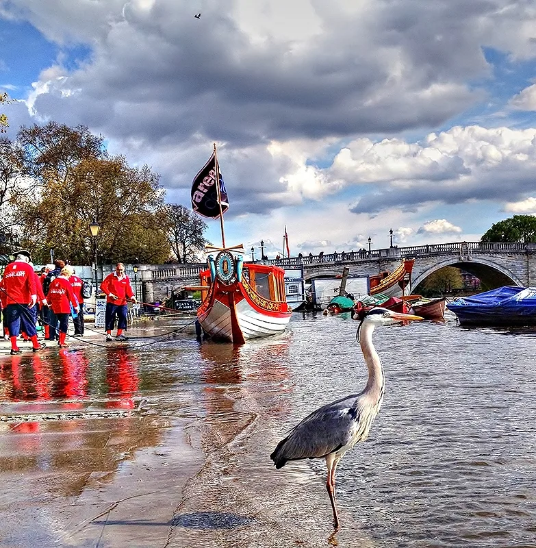 Be Richmond’s floral extravaganza to mark bridge’s 250th anniversary ...