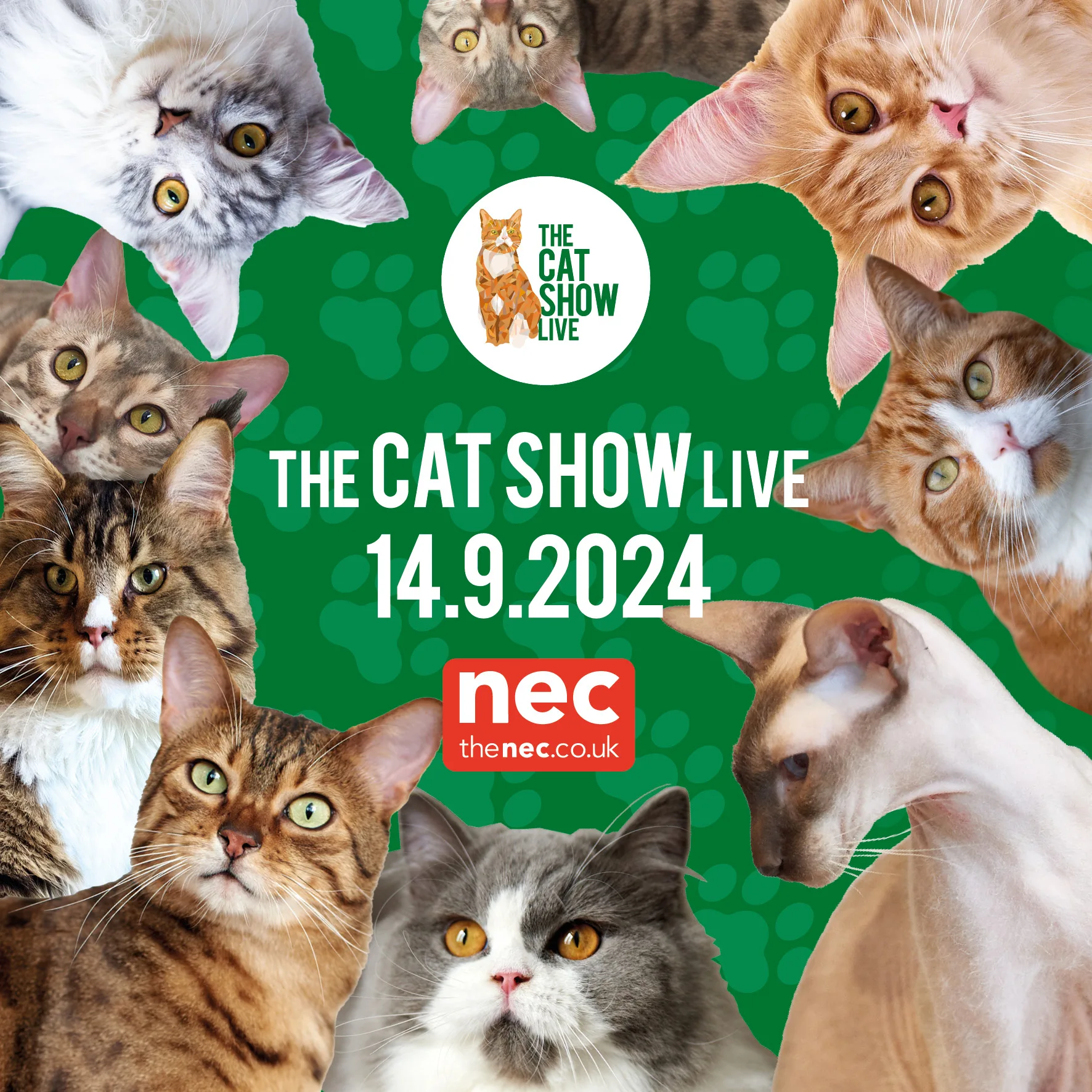 Experience a world of feline wonder: Empower your inner cat lover at ...