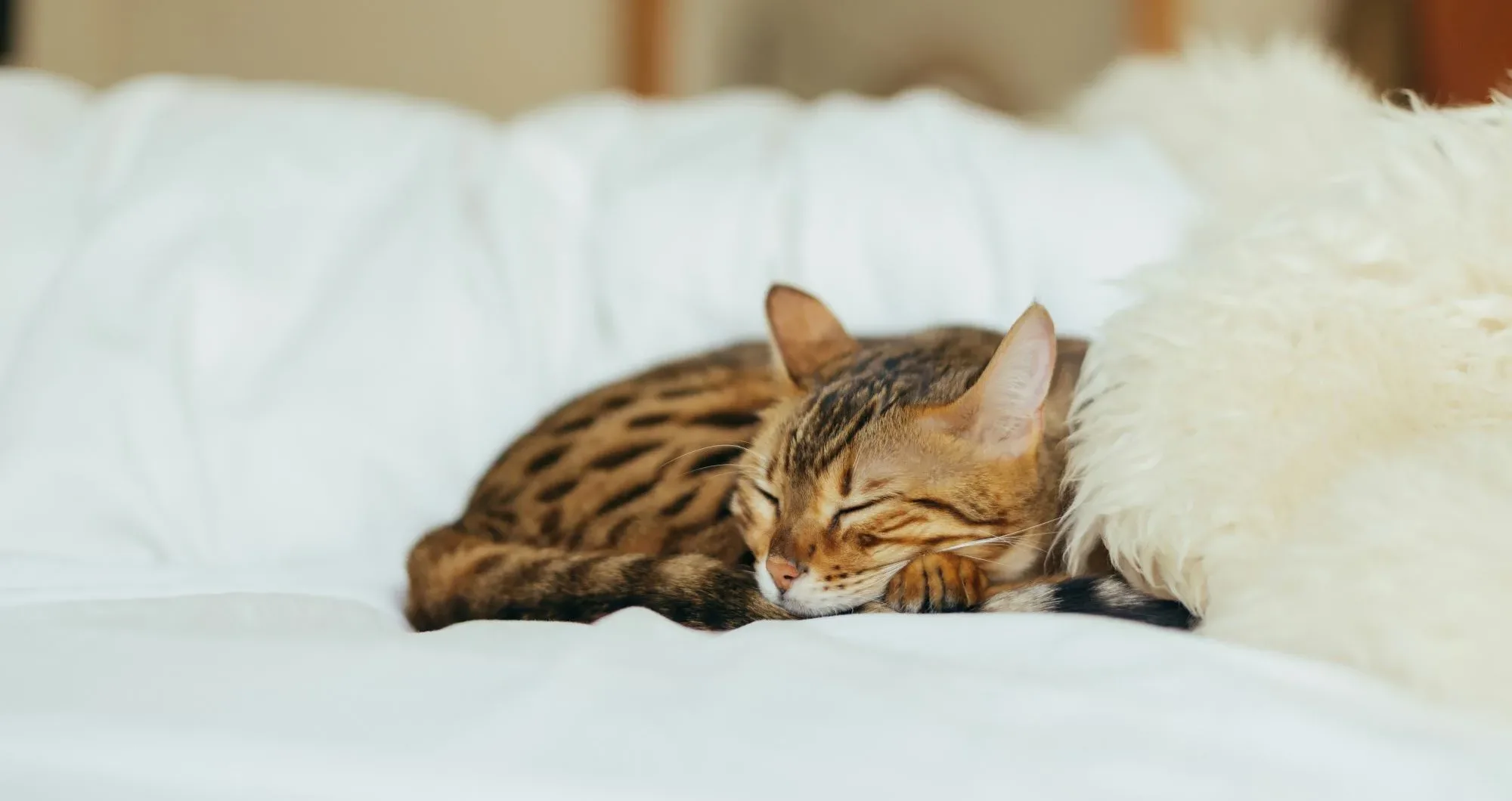 How can cat owners ensure a happy and healthy life for their feline ...