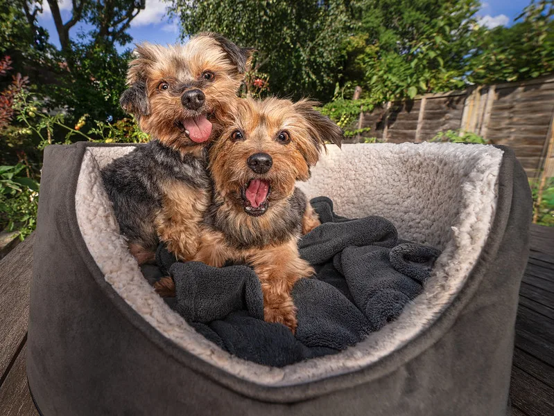 Old dogs, new pics: Rescue pooches go from ruff to radiant in quirky ...