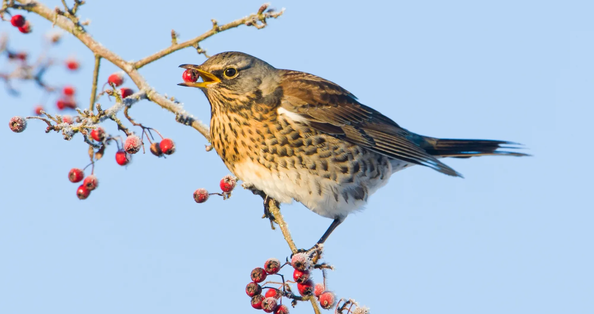 Data shows low fruit yield after wet spring | London Daily News