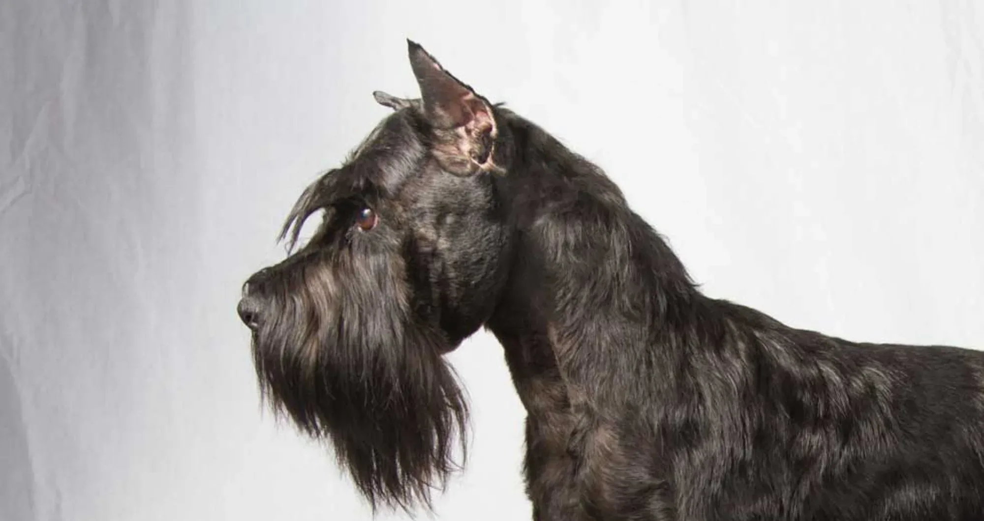 The standard Schnauzer as a working dog: Past and present | London ...