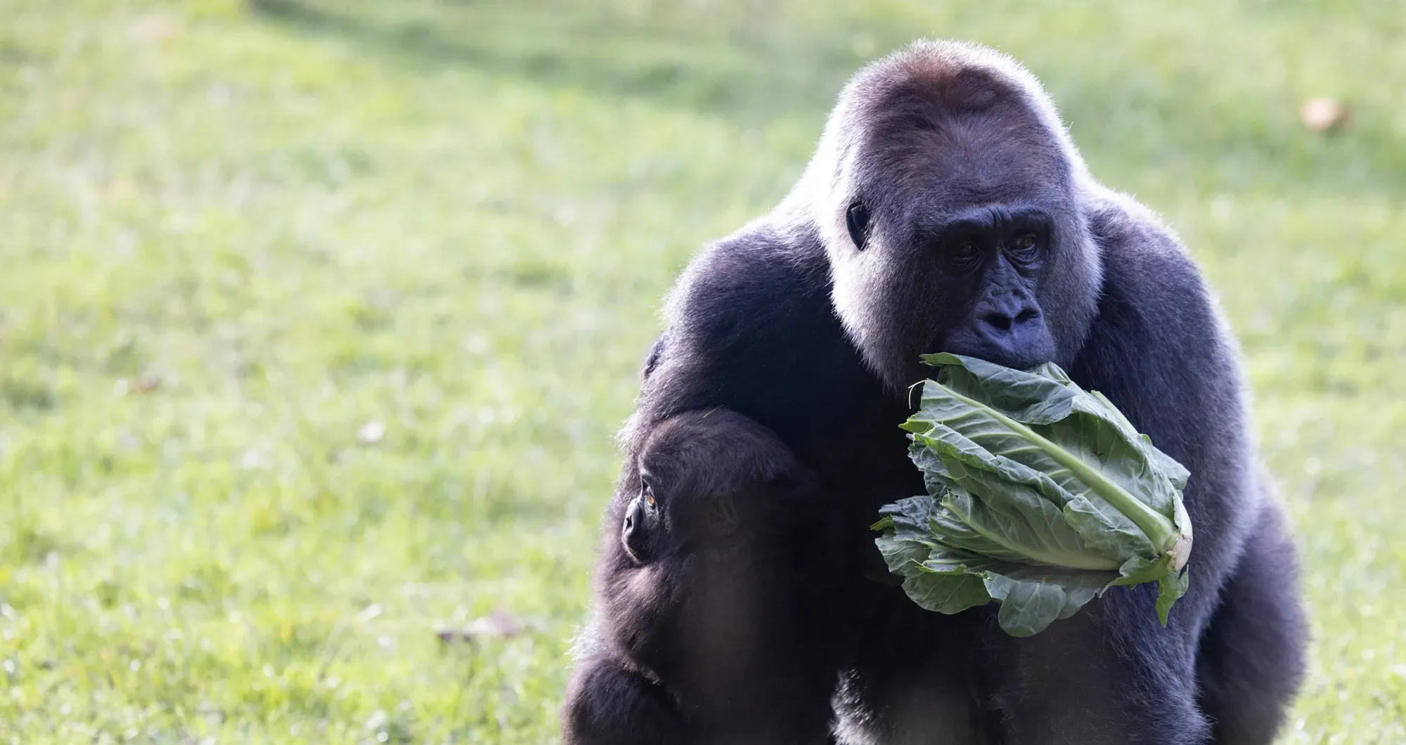 Animals at London Zoo join the anniversary celebrations of New Covent ...