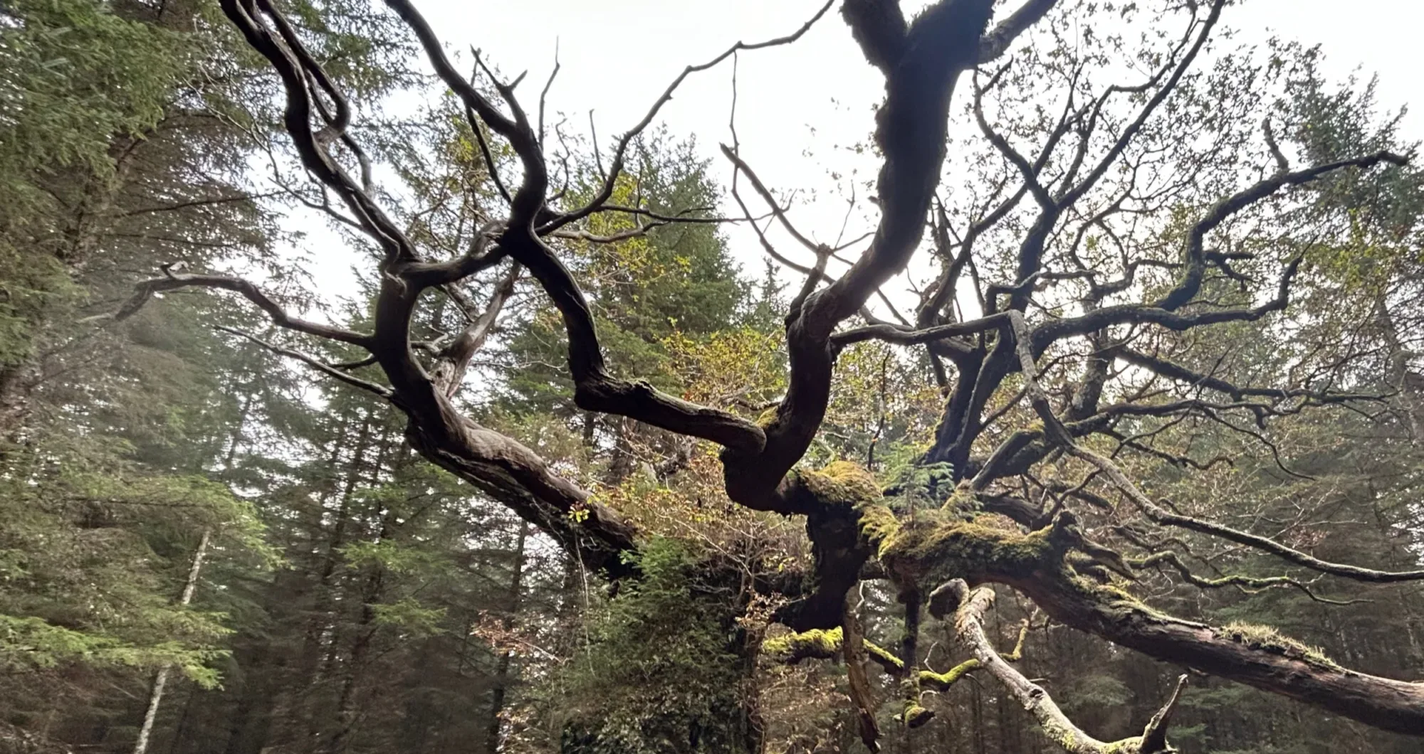 It’s crunch time for trees, says Woodland Trust, as 'powerful' petition ...