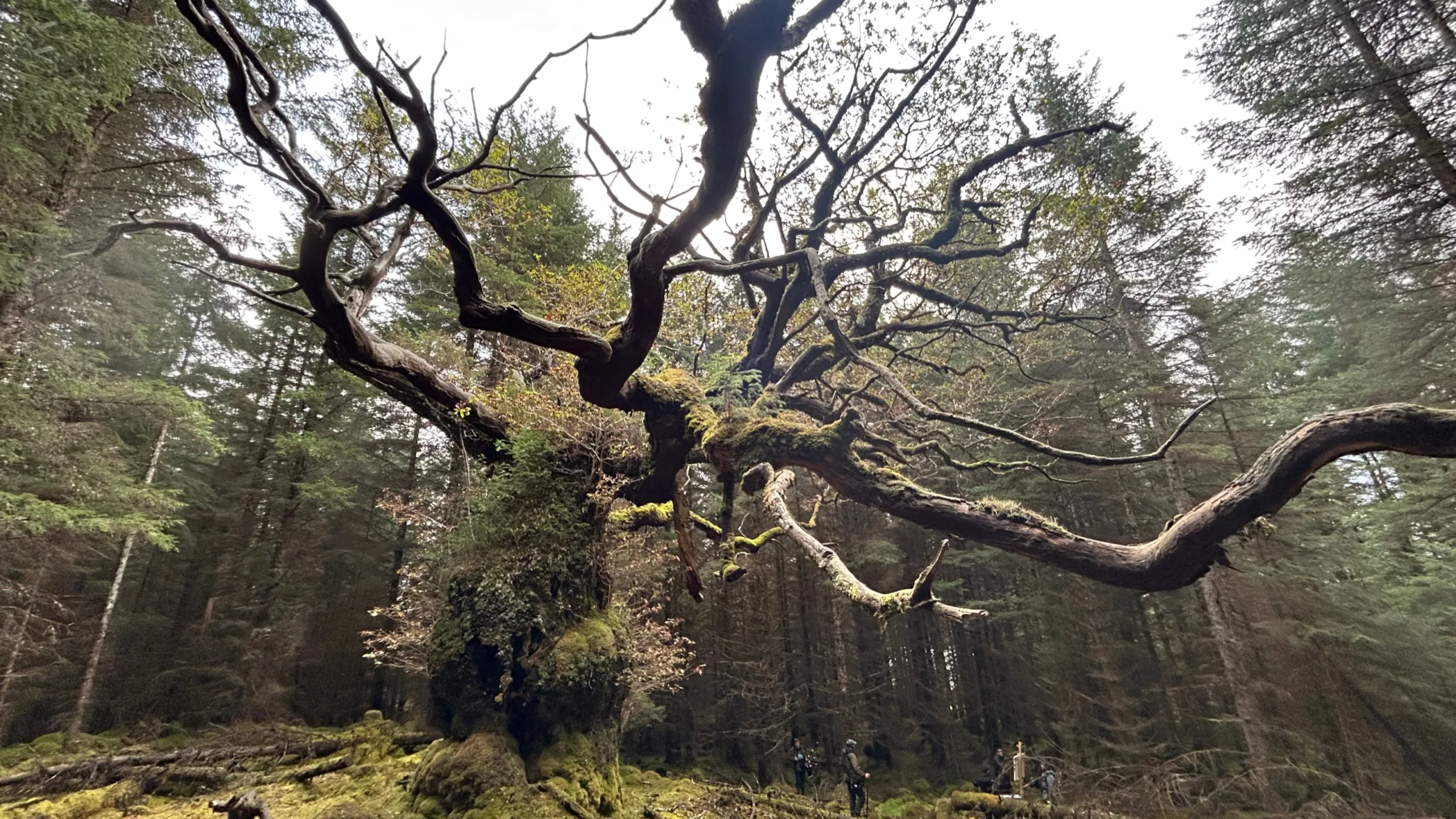 It’s crunch time for trees, says Woodland Trust, as 'powerful' petition ...