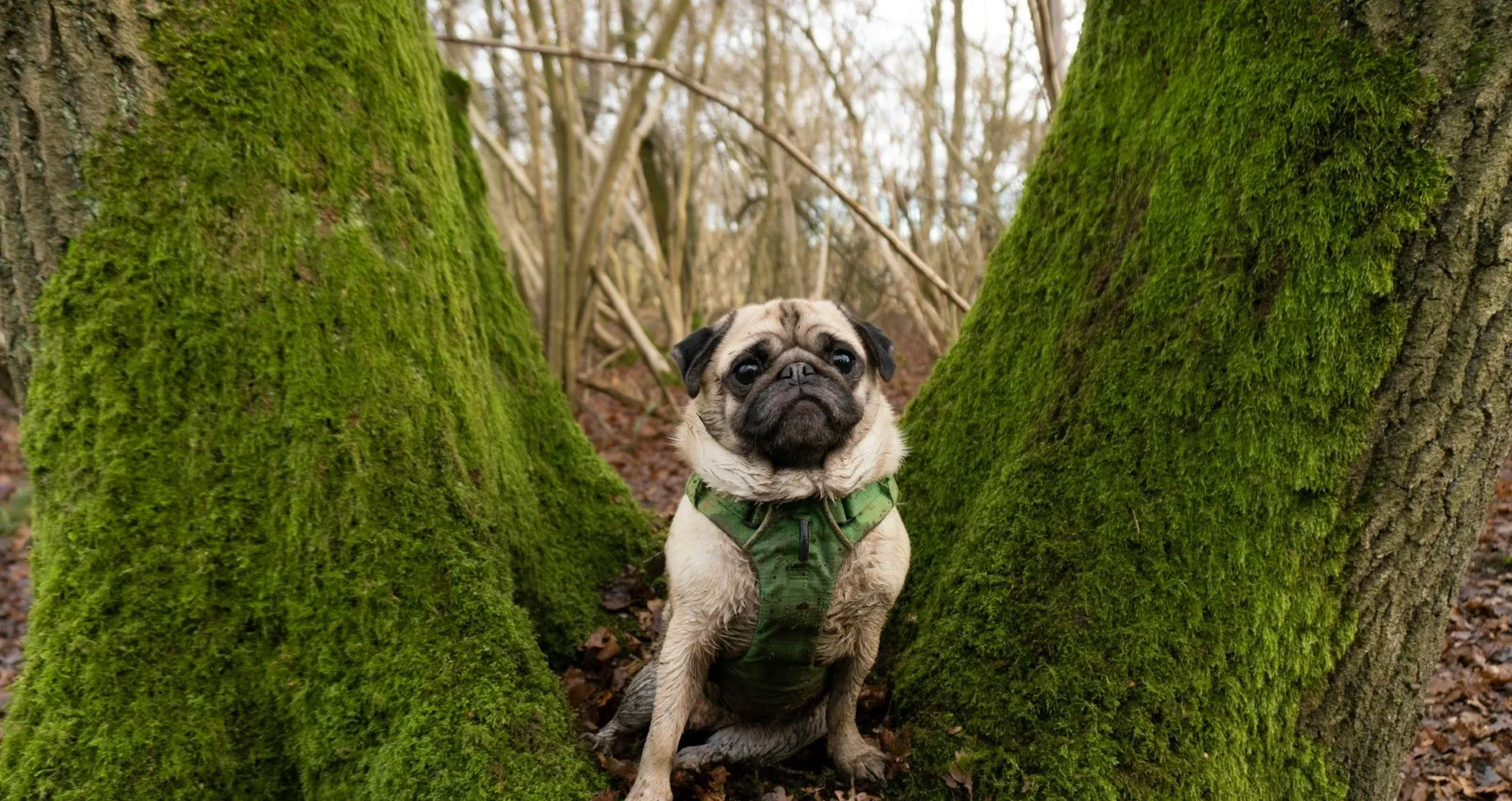 Muddy walks: top tips for creating a pup washing station | London Daily ...