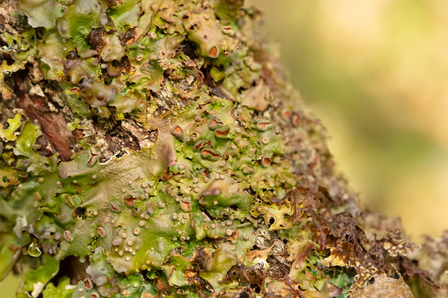 11 weird and wonderful wildlife of our British rainforests | London ...