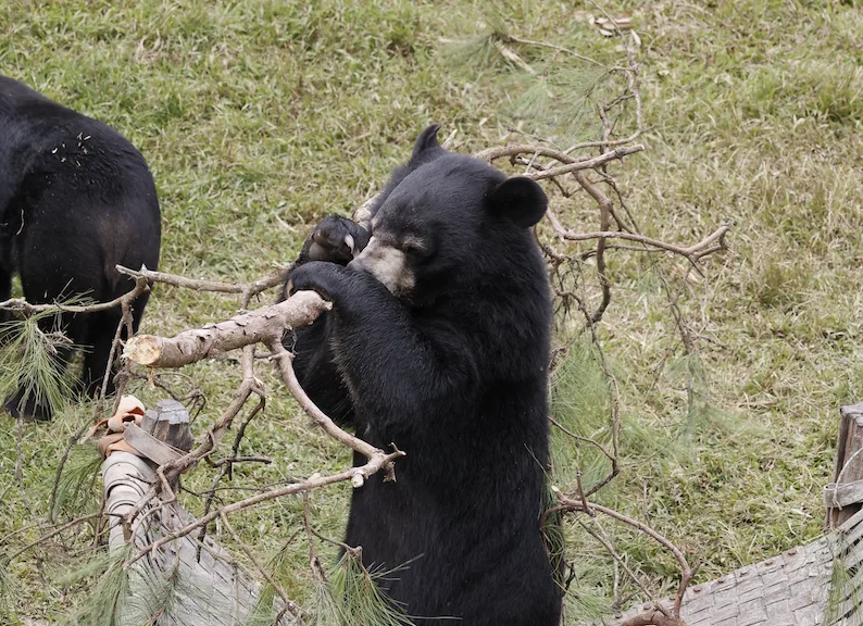 A bear-y merry Christmas party for these rescue bears | London Daily News