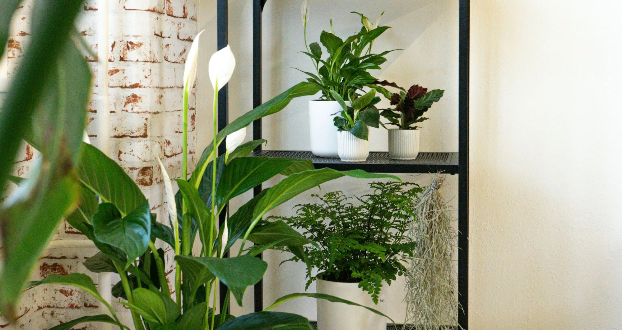 7 houseplants that prevent damp and mould | London Daily News