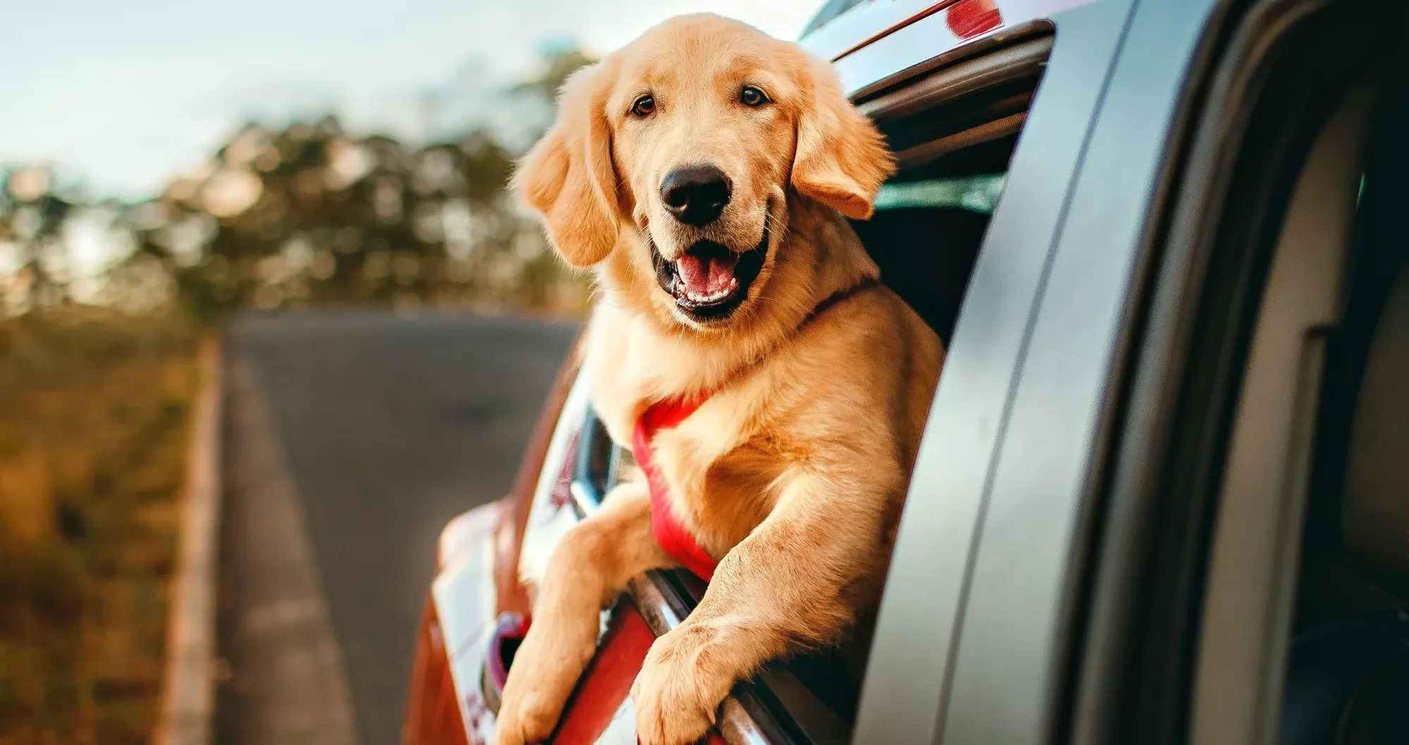 Dog owners could be fined £5,000 for not following one simple rule ...