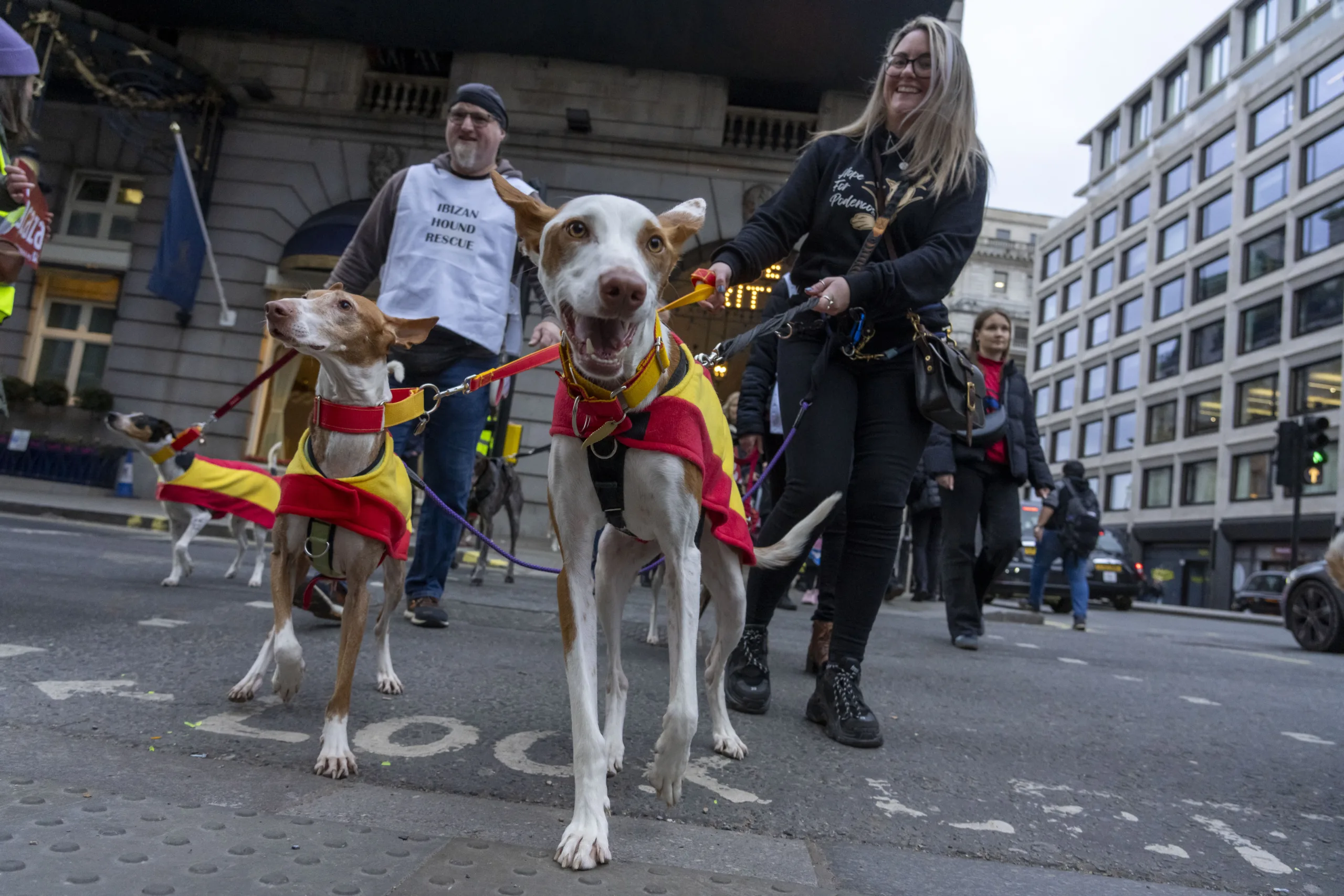 Hundreds to march in London in support of the Spanish hunting dogs ...
