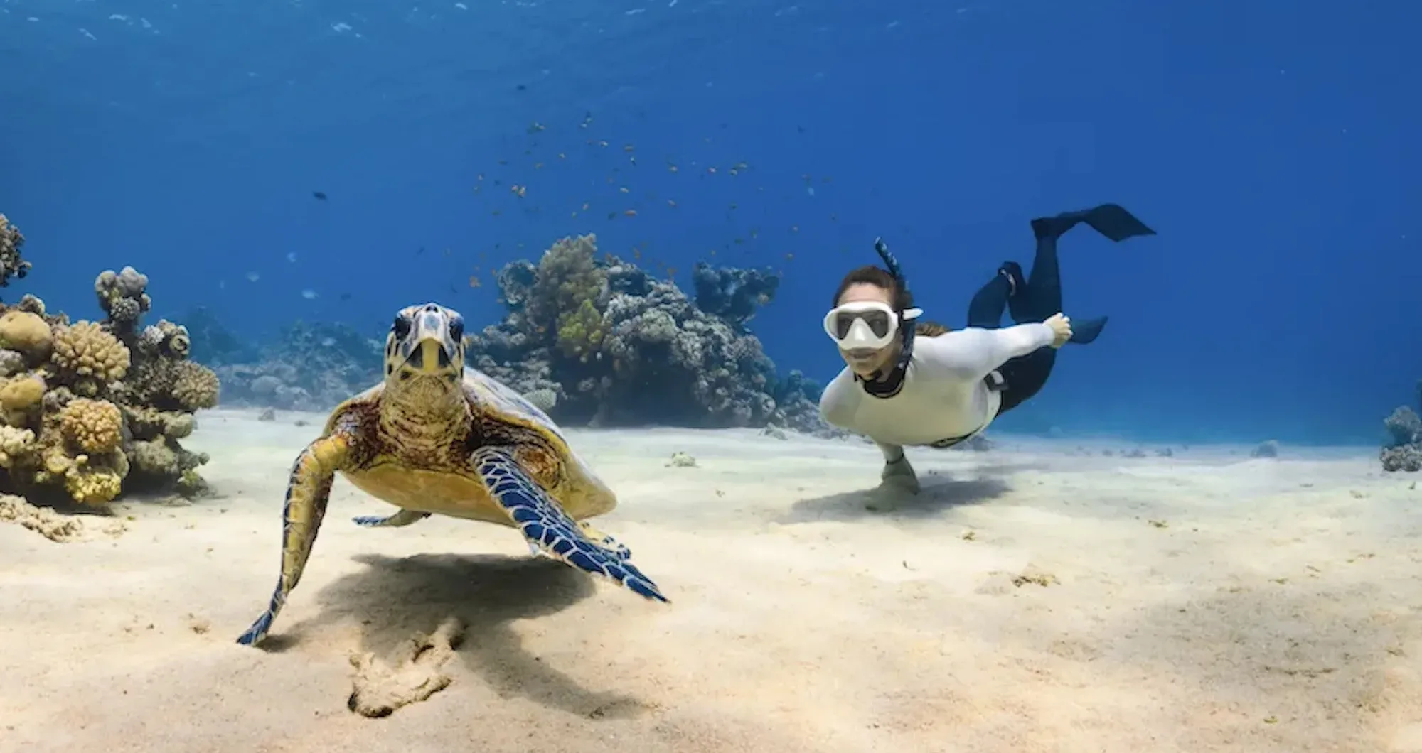 Embark on an Unforgettable Adventure in the Saudi Red Sea | HorseMinute.com