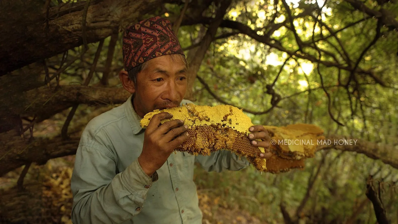 The world’s most mysterious honey: Can it unlock new health benefits ...