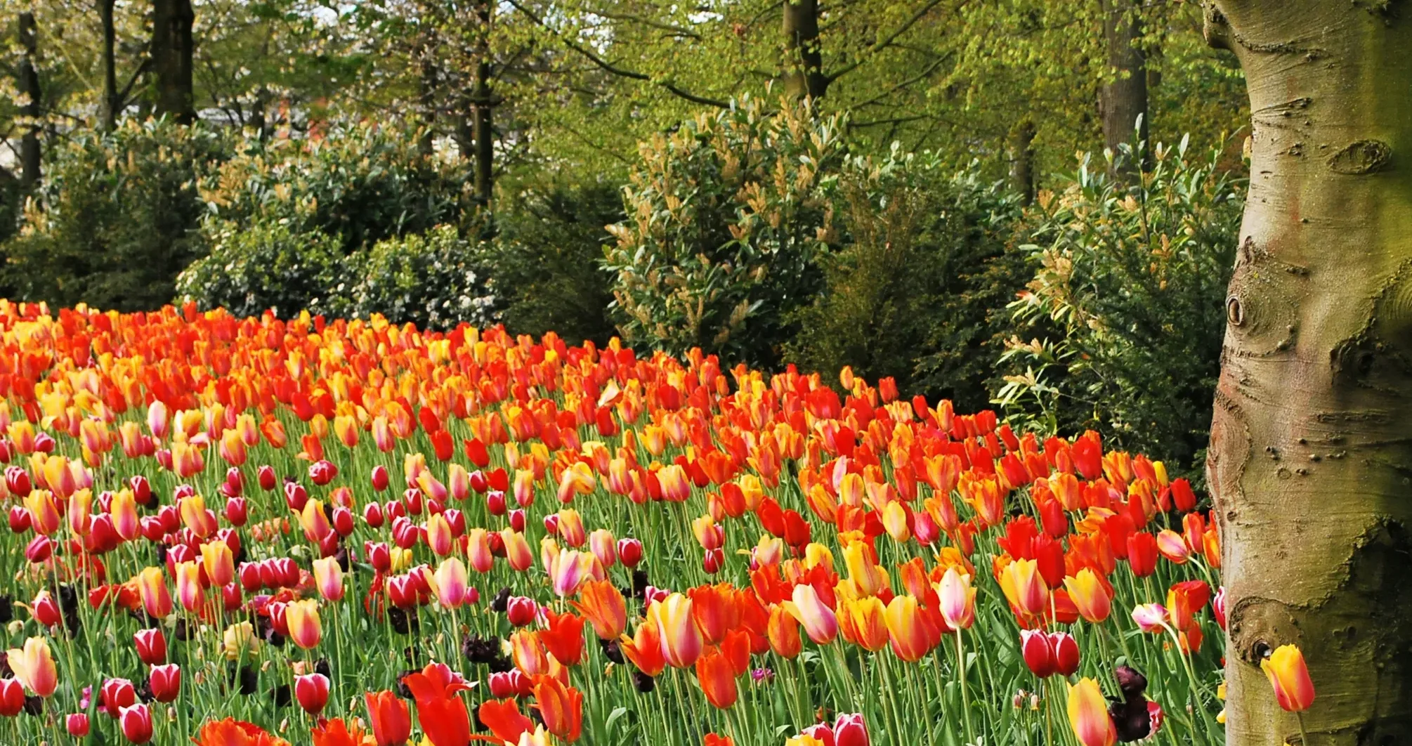 In bloom: Where to see the best floral spectacles in Europe this spring ...