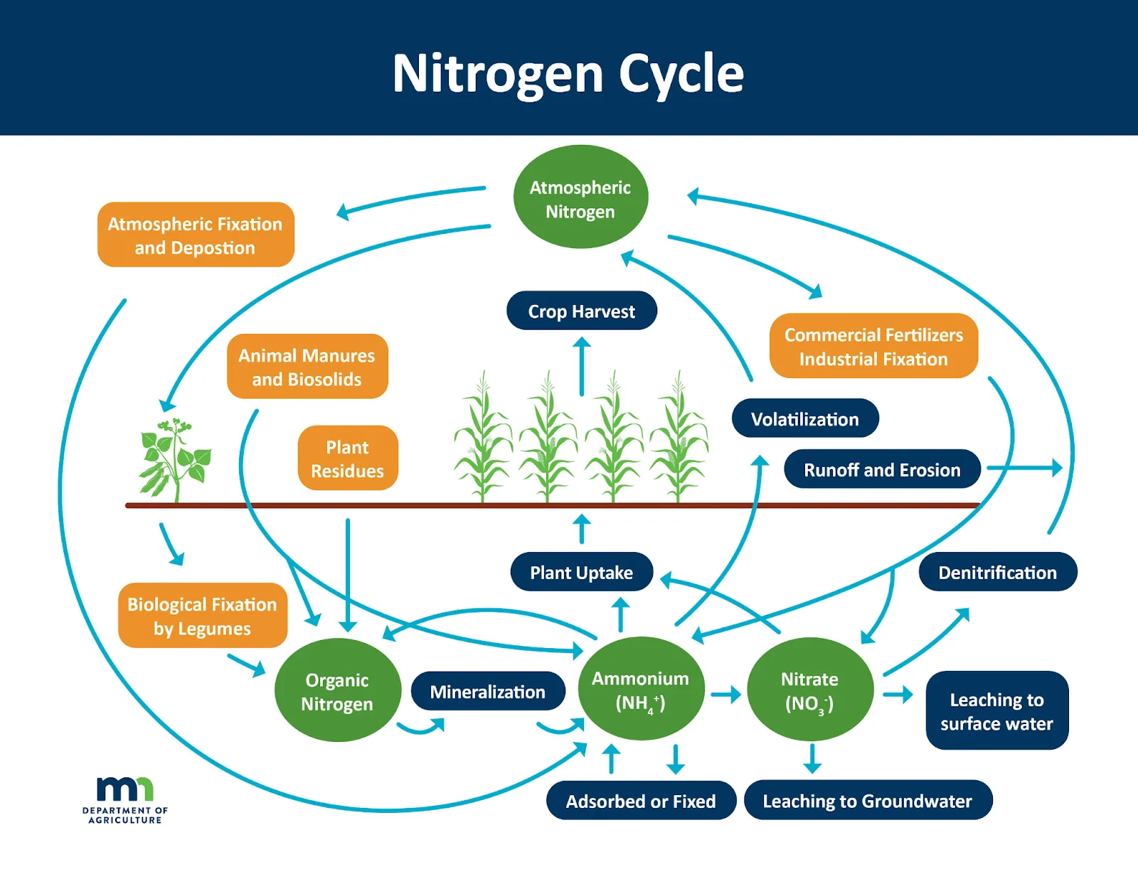 How fertiliser affects the nitrogen cycle | London Daily News