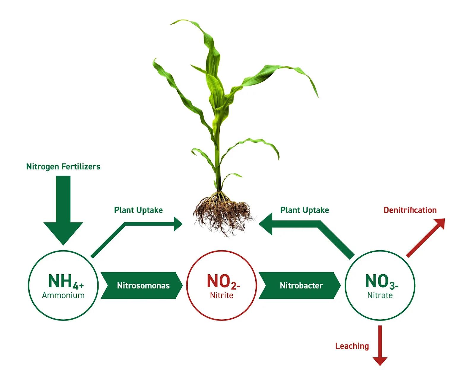 How fertiliser affects the nitrogen cycle | London Daily News