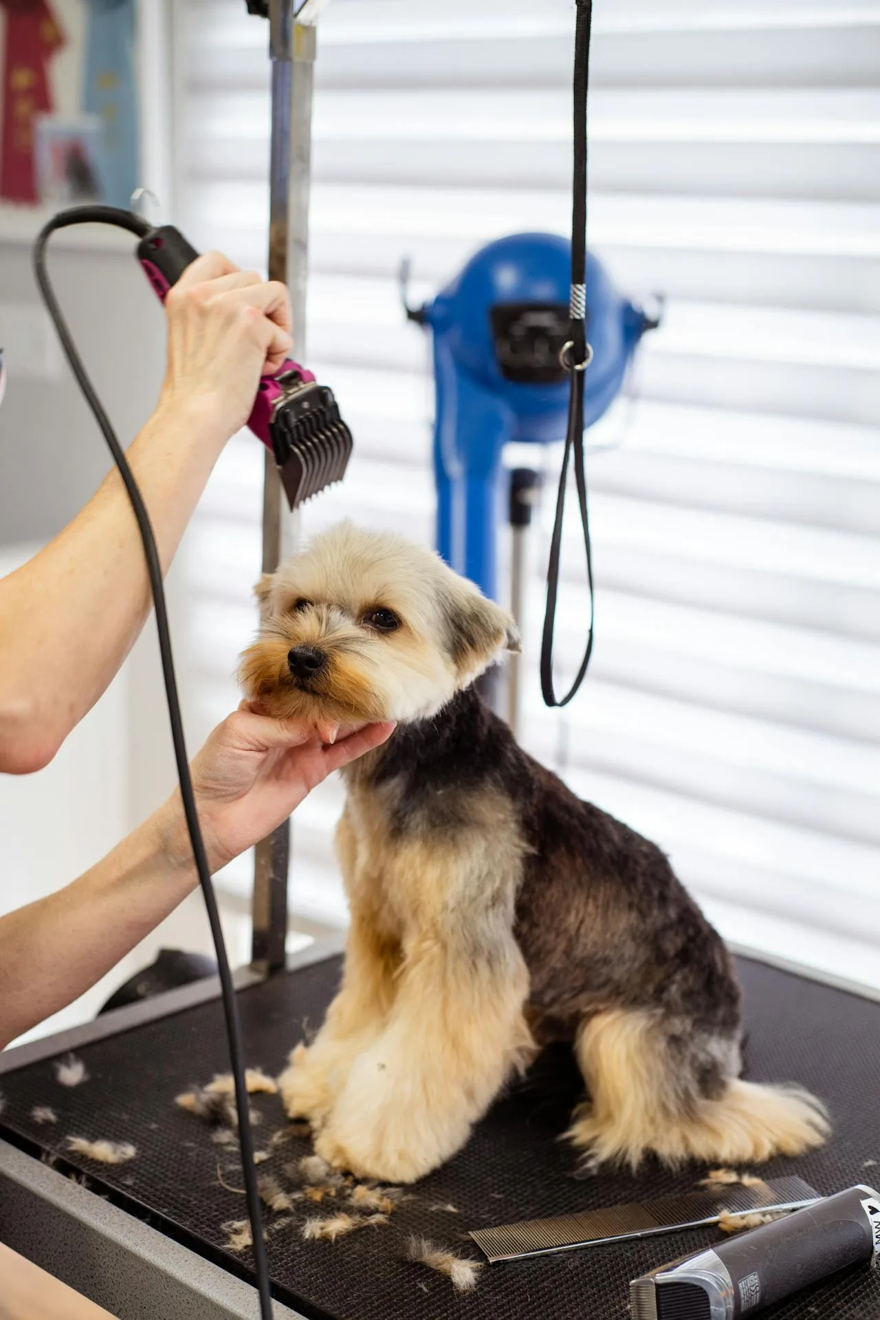 Beyond the fur: The emotional benefits of dog grooming | London Daily News