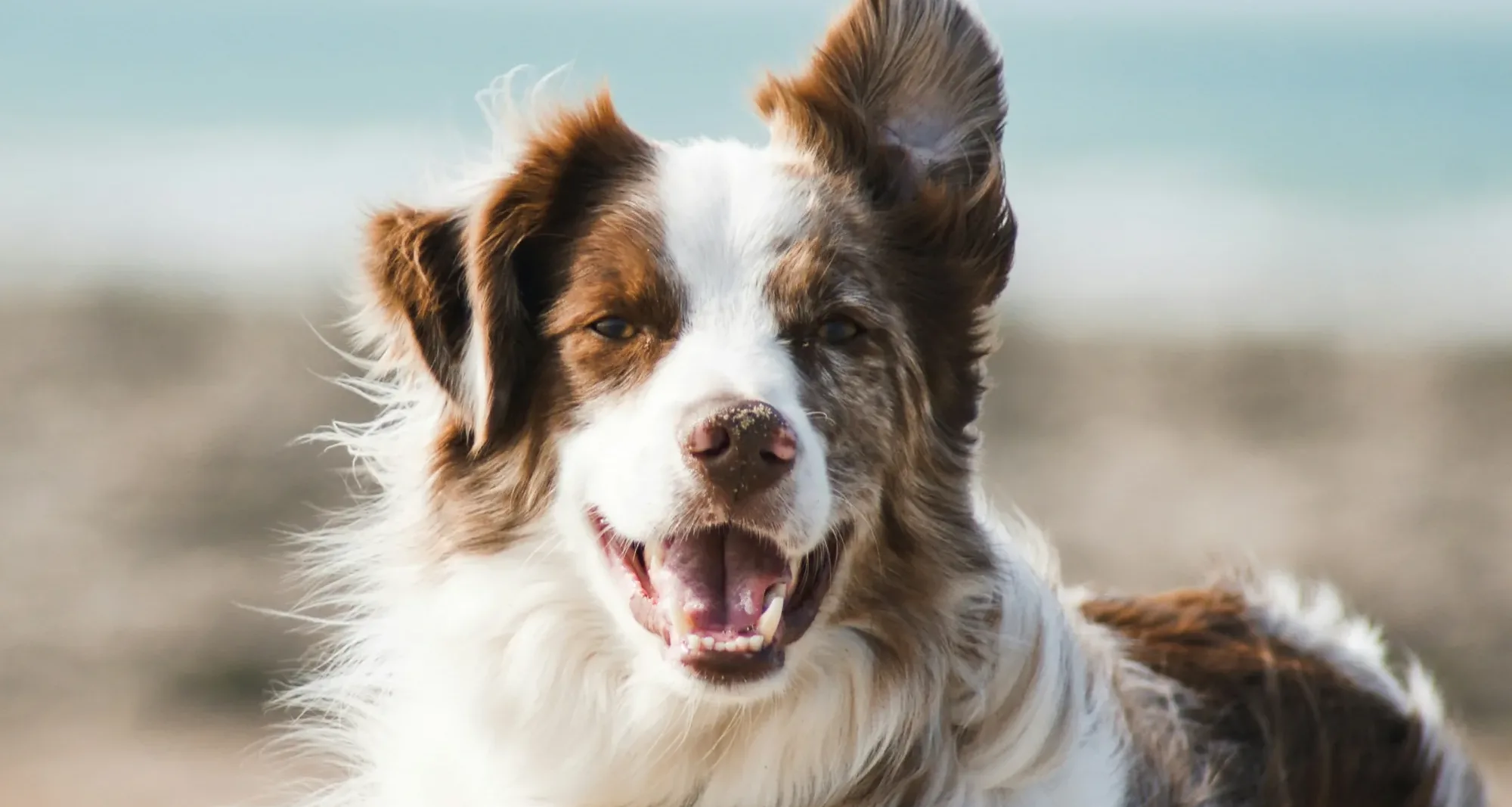 The most popular dog names in 2025, according to new research | London ...