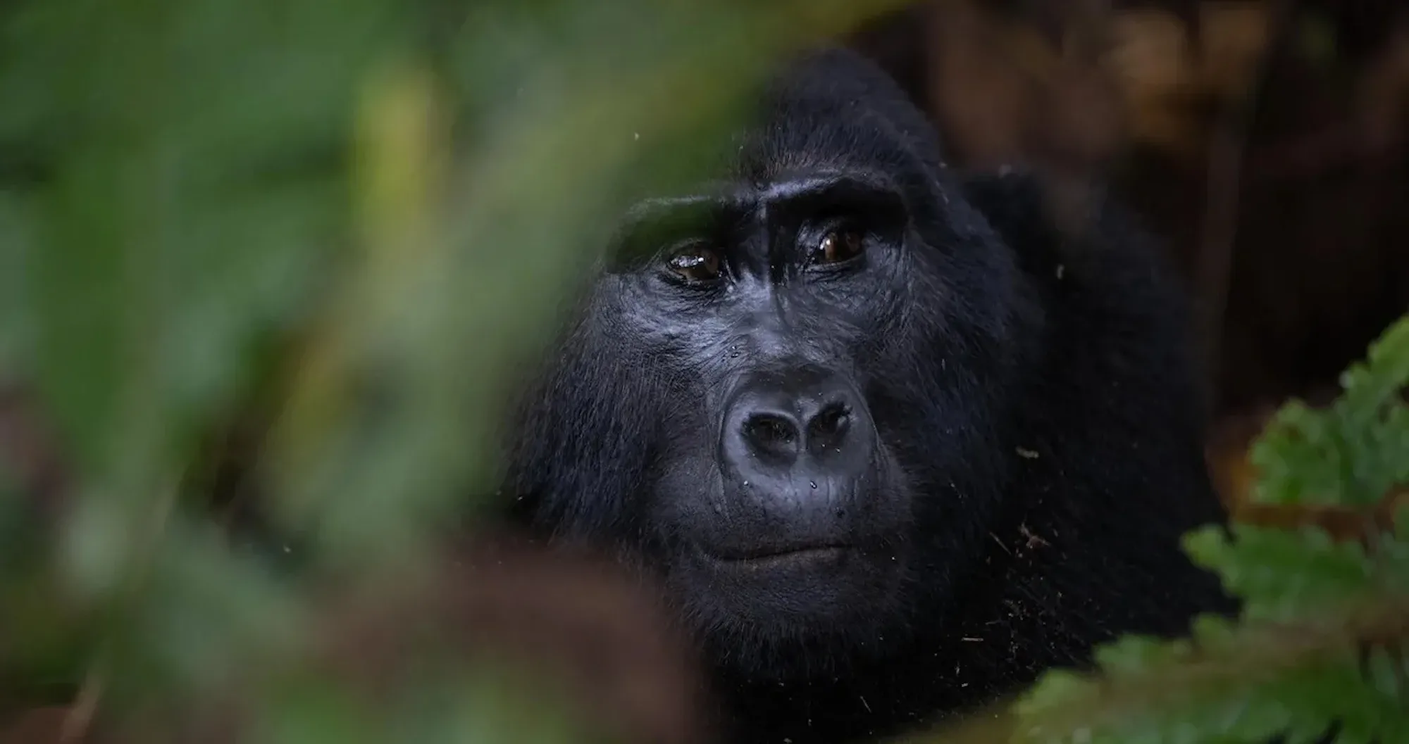 New photobook Positive Tracks documents the fragile ecosystem of the Ugandan mountain gorillas ...