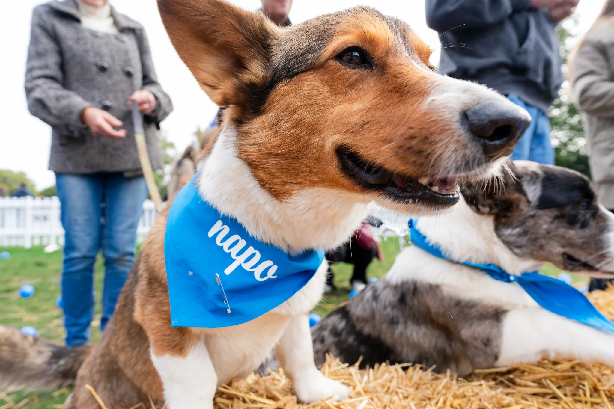 Searching for the UK’s next top pup! Napo Pet Insurance hosts puppy ...