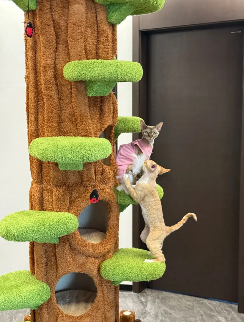 The Best Cat Trees for Large Cats: Give Your Big Kitty the Space They ...